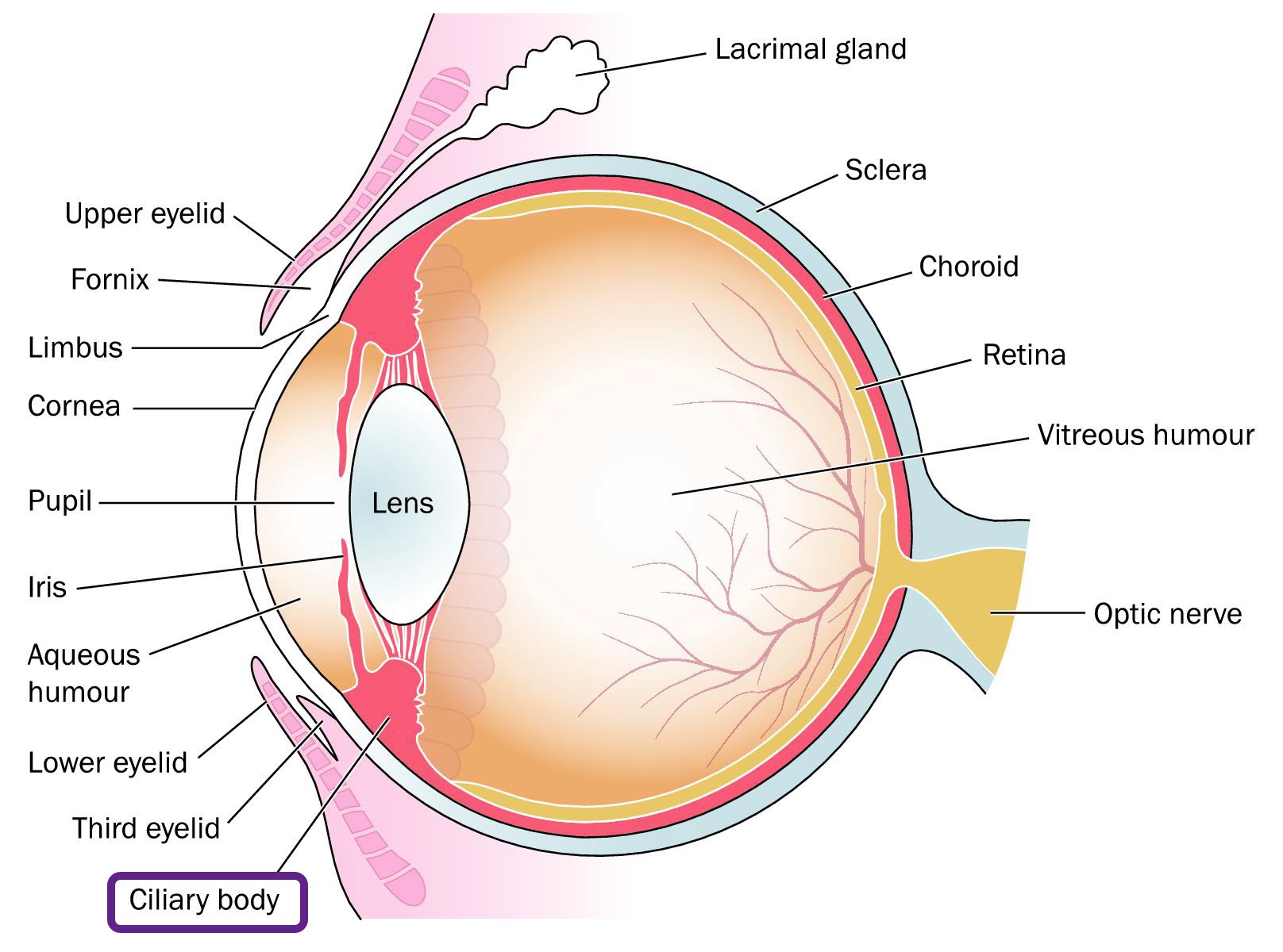 Ciliary Body Eye Patient