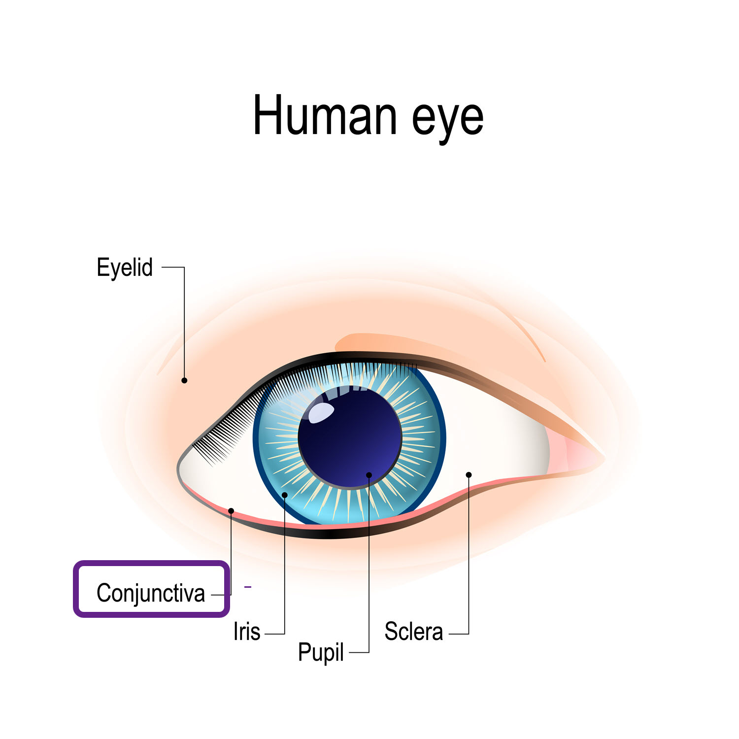 Conjuntiva Bulbar