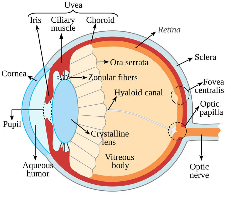 Zonulolysis Eye Patient
