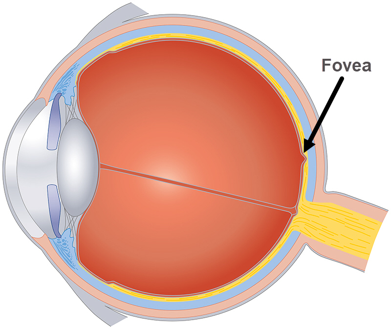 Fovea Centralis Histology
